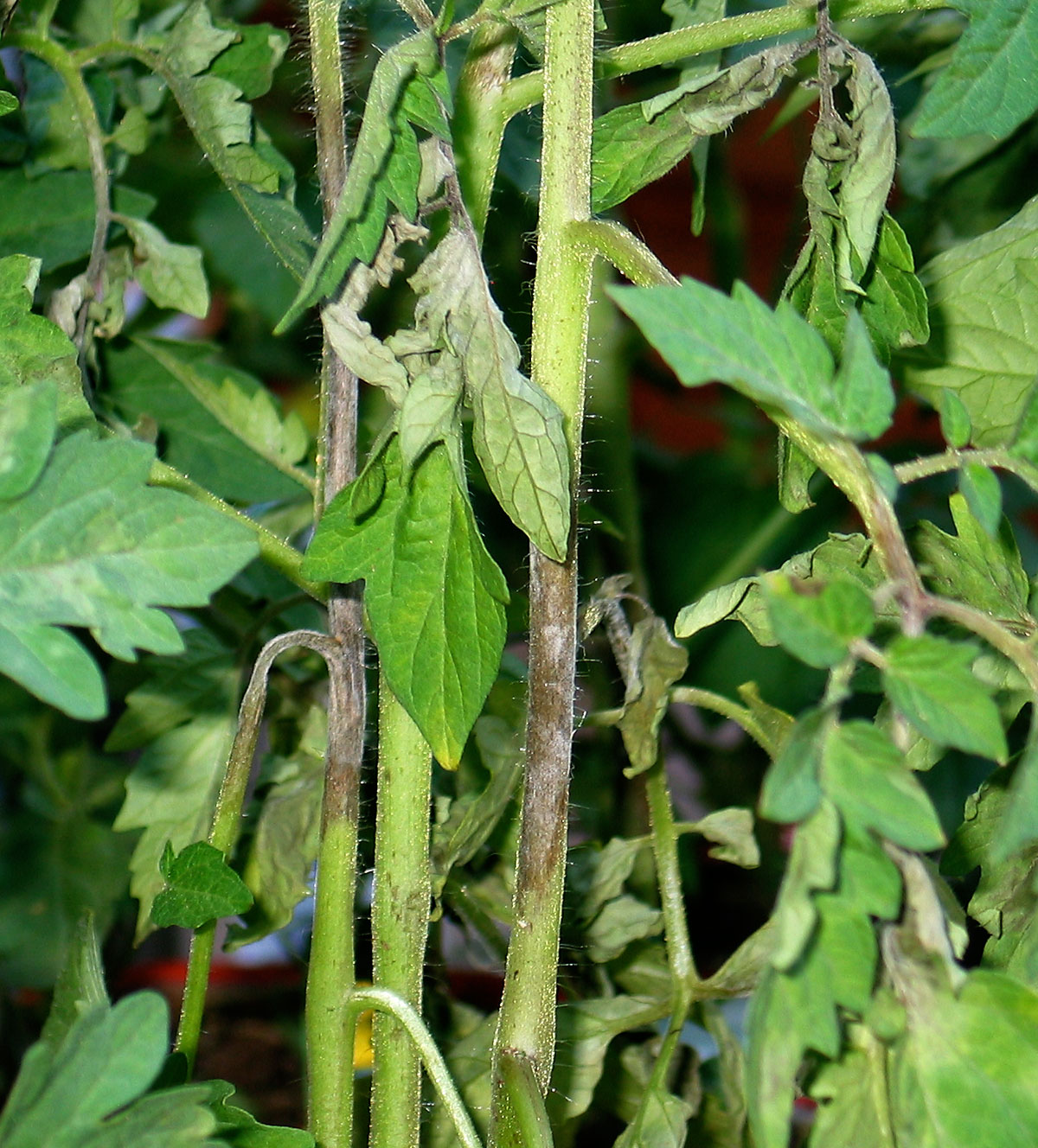 Diseases Tomato Diseases