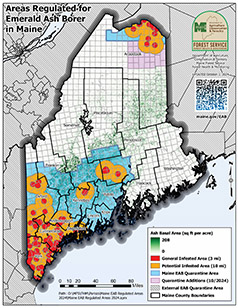 Emerald Ash Borer (EAB) : Forest Health & Monitoring : Maine Forest ...