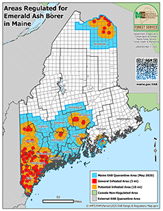 Emerald Ash Borer (EAB) : Forest Health & Monitoring : Maine Forest ...