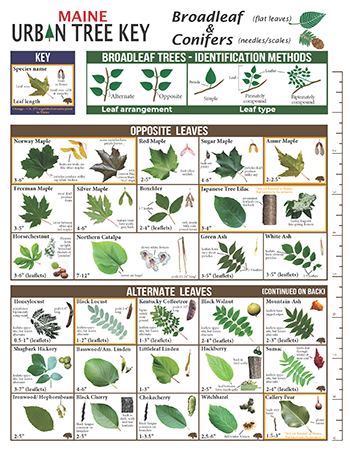 Tree Identification