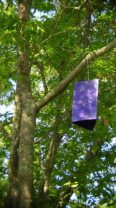 Purple Traps: Forest Health & Monitoring: Maine Forest Service: Maine ACF