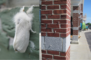 Browntail Moth Euproctis chrysorrhoea : Forest Health & Monitoring ...