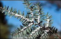 Hemlock Woolly Adelgid Overview: Forest Health & Monitoring: Maine ...