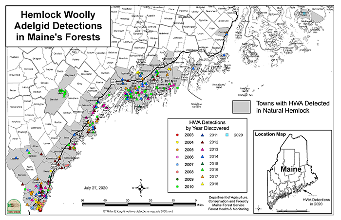 Hemlock Woolly Adelgid Overview: Forest Health & Monitoring: Maine ...