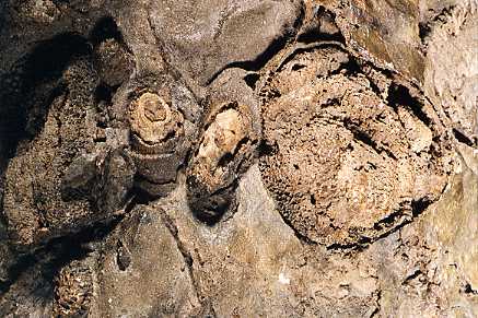 Maine Geological Survey: Bringing the Past to Life - View B