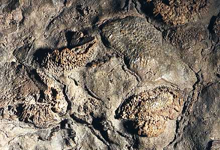 Maine Geological Survey: Bringing the Past to Life - View C