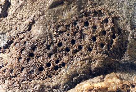 Maine Geological Survey: Bringing the Past to Life - View E