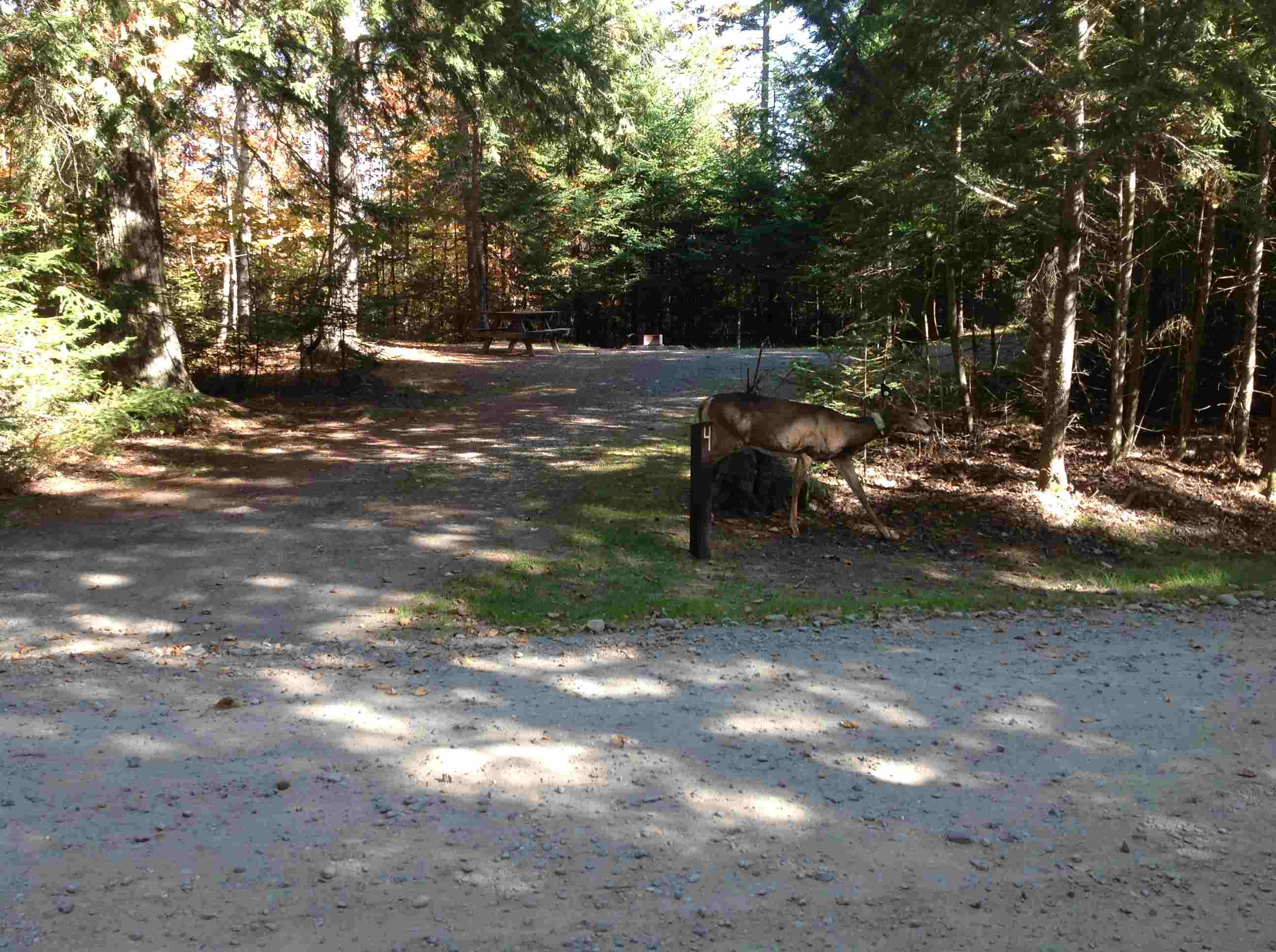 69 . 549587 45 . 577594 0 800 0 69 . 549587 45 . 577594 site 5 ...