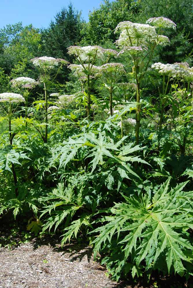 Giant Hogweed Got Pests Board Of Pesticides Control Maine DACF