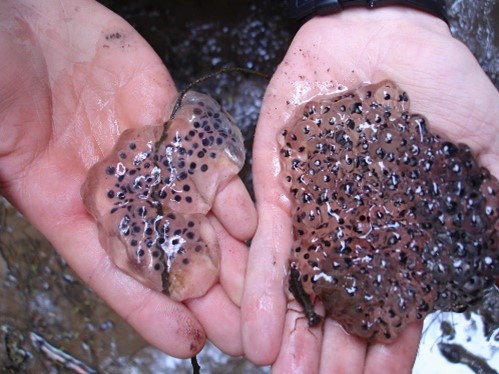 Vernal Pools: Significant Vernal Pool Habitat Rule Changes, Maine ...