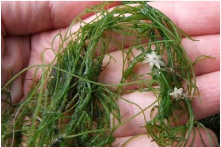 Invasive Aquatic Plants, Maine Department of Environmental Protection