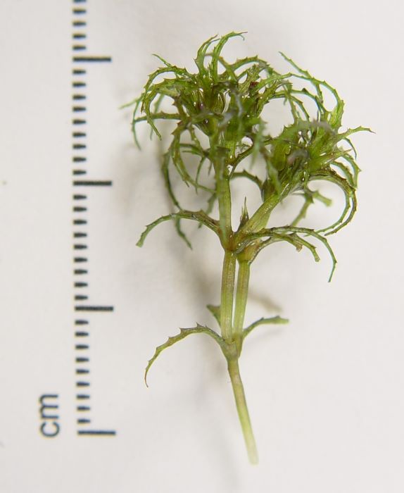 Invasive Aquatic Plants, Maine Department of Environmental Protection