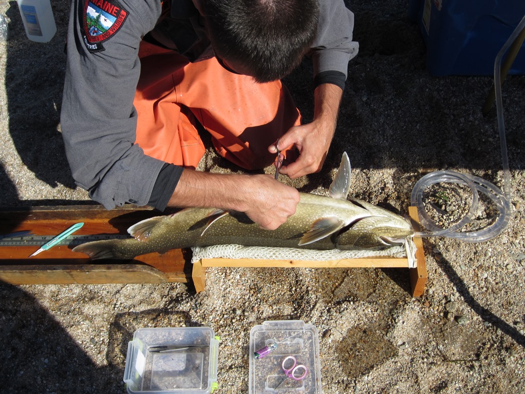 Radio Tags Provide Insight Into Togue Movements and Behavior | IFW Blogs