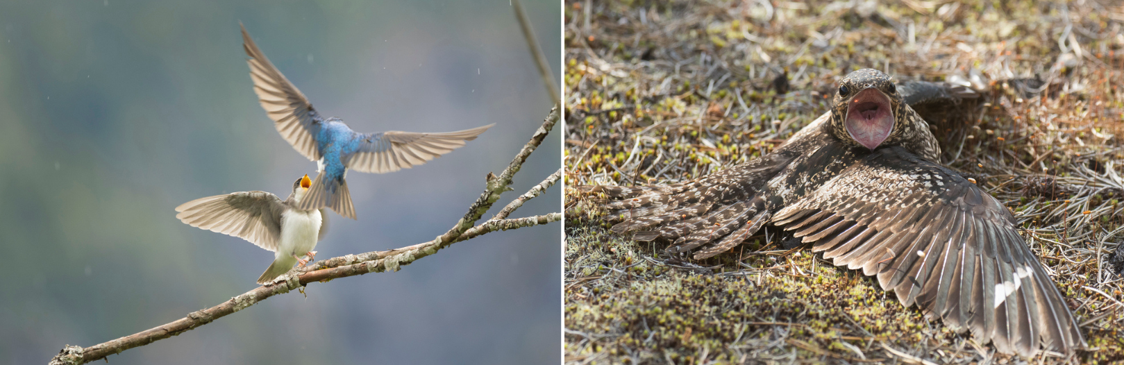 The Art and Science of Aerial Insectivores | IFW Blogs