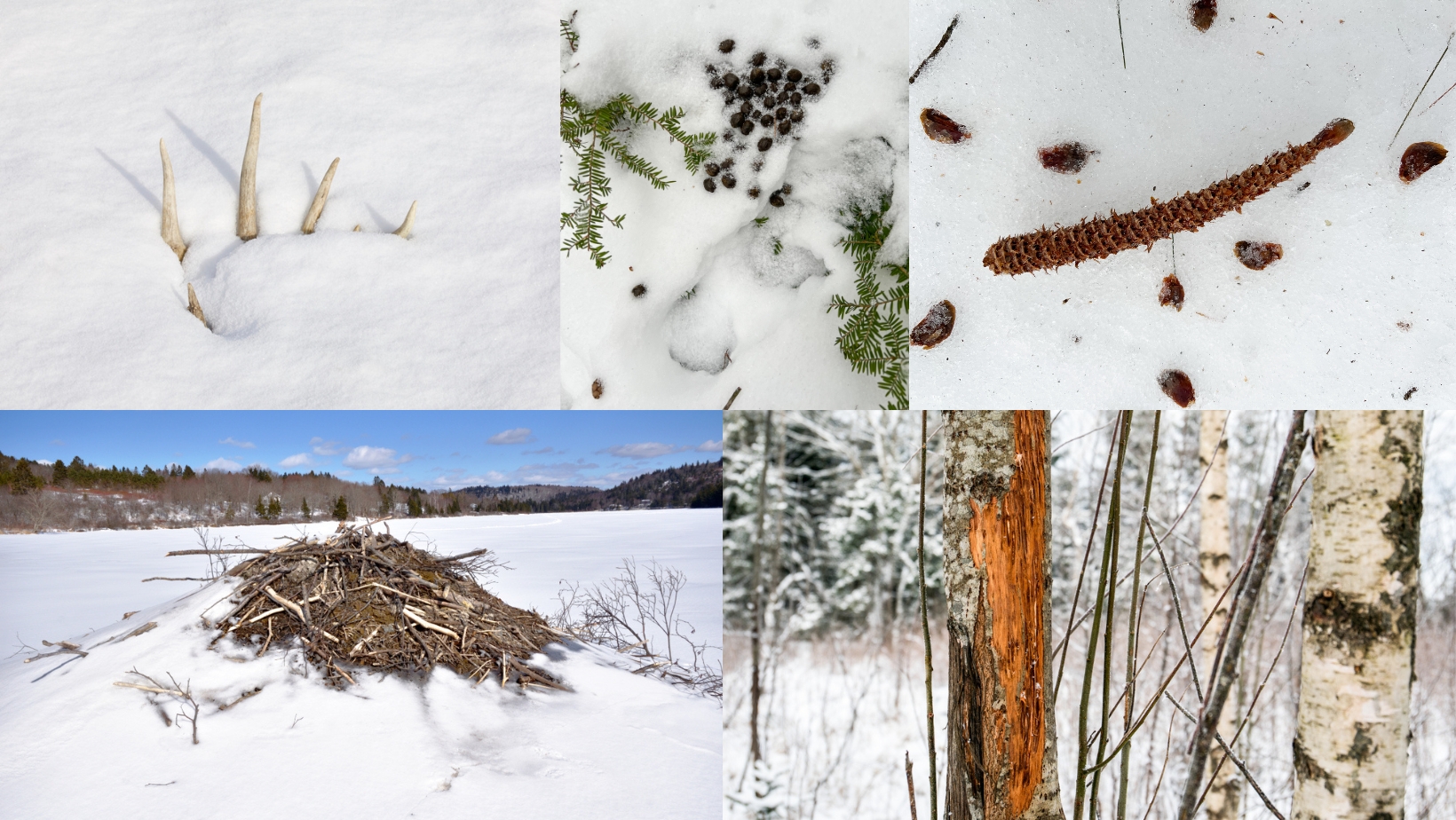 Tips for Tracks | IFW Blogs