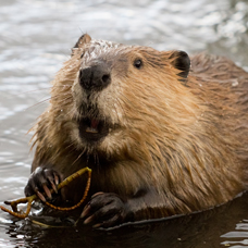 Maine's Furbearer Management Plan: Species Management Plans: Species ...