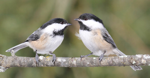 Chickadee Check-off: Support Wildlife: Wildlife: Fish & Wildlife: Maine ...
