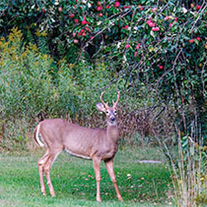 Deer Management Assistance Program (DMAP): Maine Dept of Inland ...