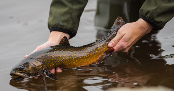 Fishing Report: Fishing: Fishing & Boating: Maine Dept of Inland Fisheries and Wildlife