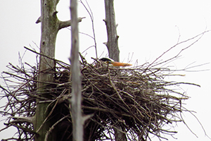 Heron Observation Network: Fish & Wildlife: Maine Dept of Inland ...