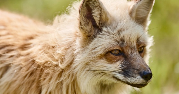 Keep Wildlife Wild: Keeper Scenarios: Keeper of the Maine Outdoors