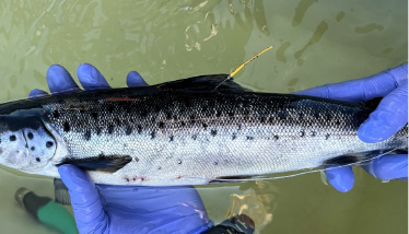 Fishing Report: Fishing: Fishing & Boating: Maine Dept of Inland Fisheries and Wildlife