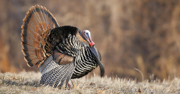 Wild Turkey Registration Turkey Game Species Hunting Hunting wild-turkey-registration-turkey-game-species-hunting-hunting
