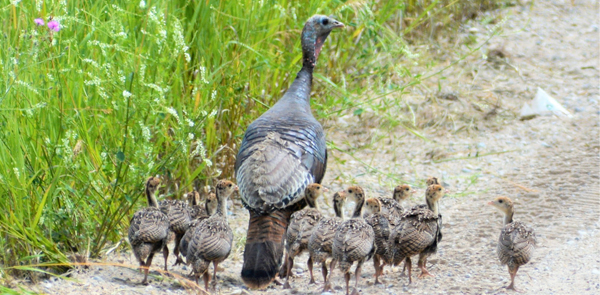 Wild Turkey August Production Survey: Fish & Wildlife: Maine Dept of ...