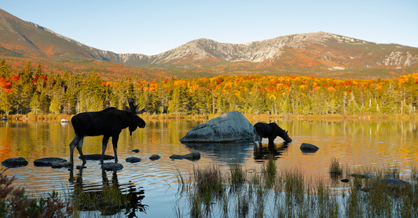 Wildlife: Fish & Wildlife: Maine Dept of Inland Fisheries and Wildlife