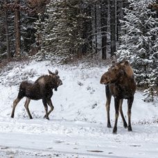 Winter Ticks: Moose: Mammals: Species Information: Wildlife: Fish ...